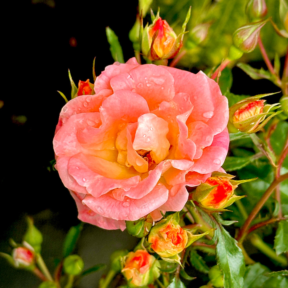 Peach Drift® Rose - 3 gallon container – Lots of Plants