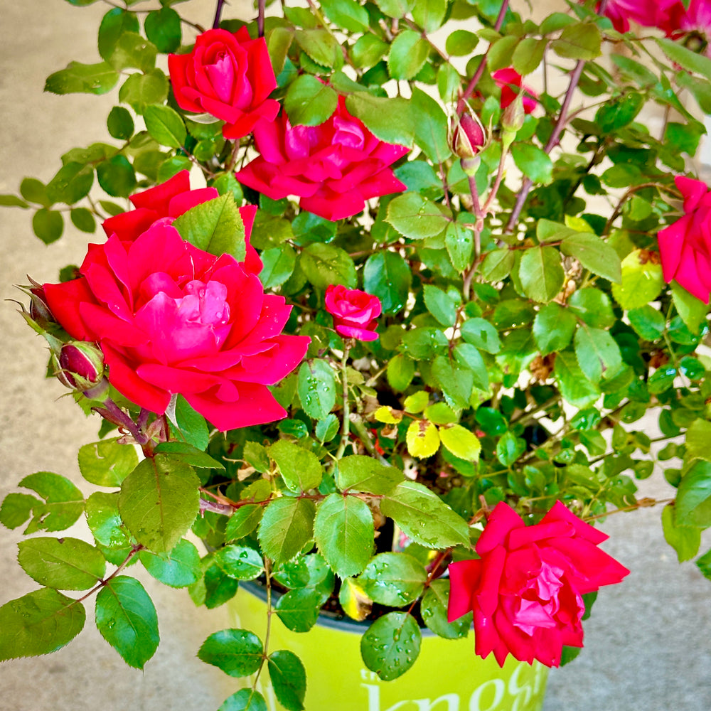 Double Red Knock Out® Rose - 3 gallon container – Lots of Plants