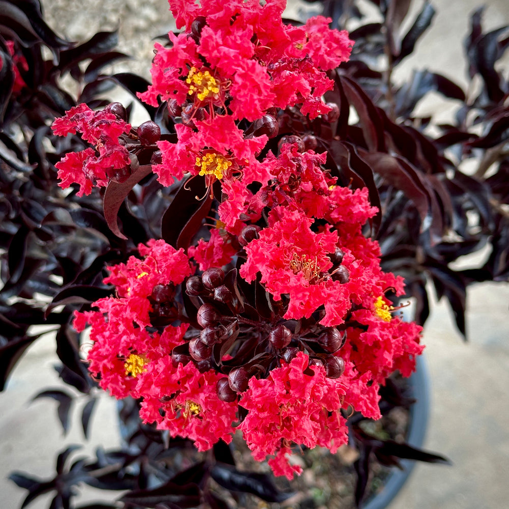 CENTER STAGE® Red Crape Myrtle - 3 gallon container – Lots of Plants