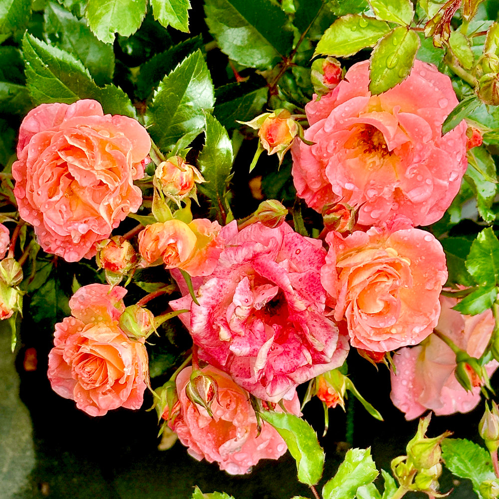Peach Drift® Rose - 3 gallon container – Lots of Plants