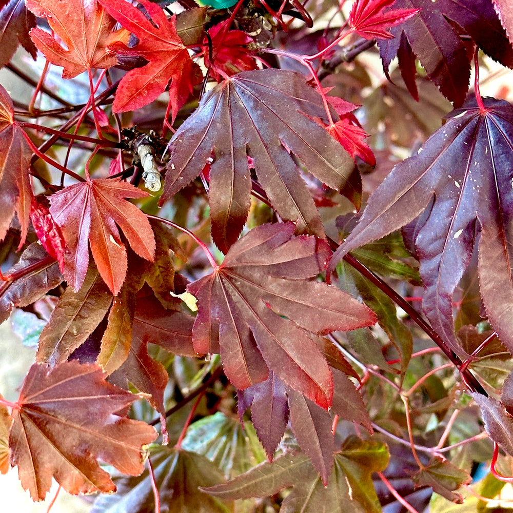 Adrian's Compact Japanese Maple - 3 gallon container- 2-4ft – Lots of ...