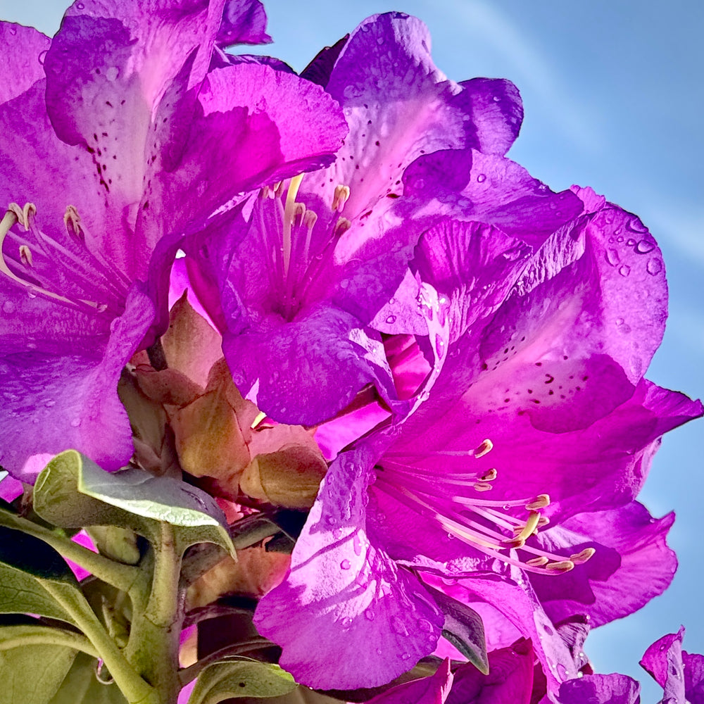 Purple Passion Rhododendron - 3 gallon container – Lots of Plants