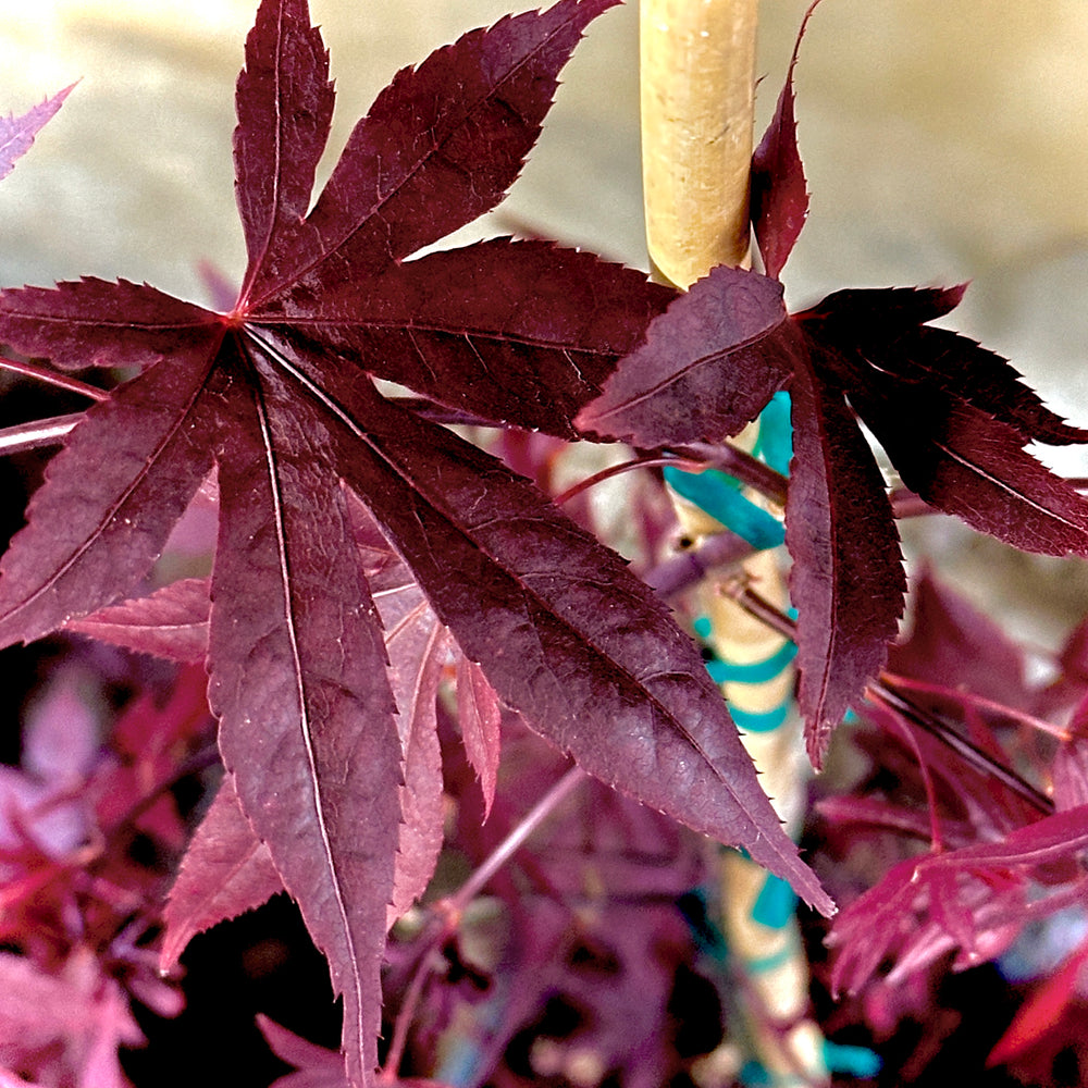 Dragon Tears Japanese Maple - 3 gallon container- 2-3ft – Lots of Plants