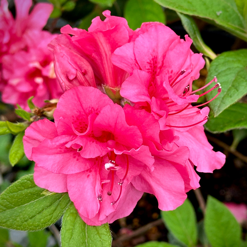 Autumn Rouge® Encore Azalea - 3 gallon container – Lots of Plants