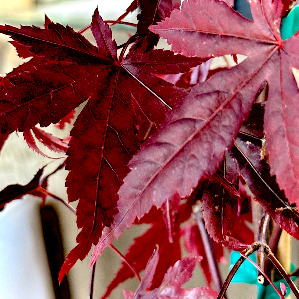 Dragon Tears Japanese Maple - 3 gallon container- 2-3ft – Lots of Plants