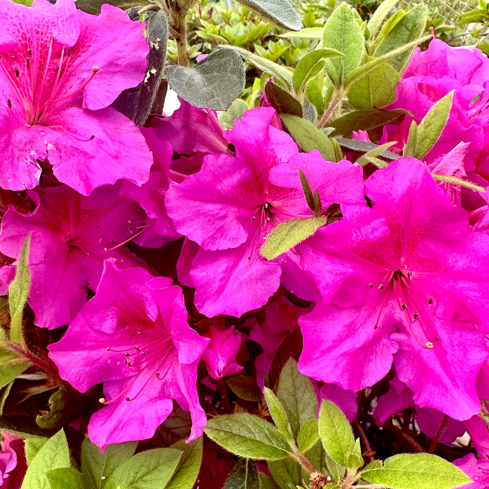 Autumn Royalty® Encore Azalea - 3 gallon container – Lots of Plants