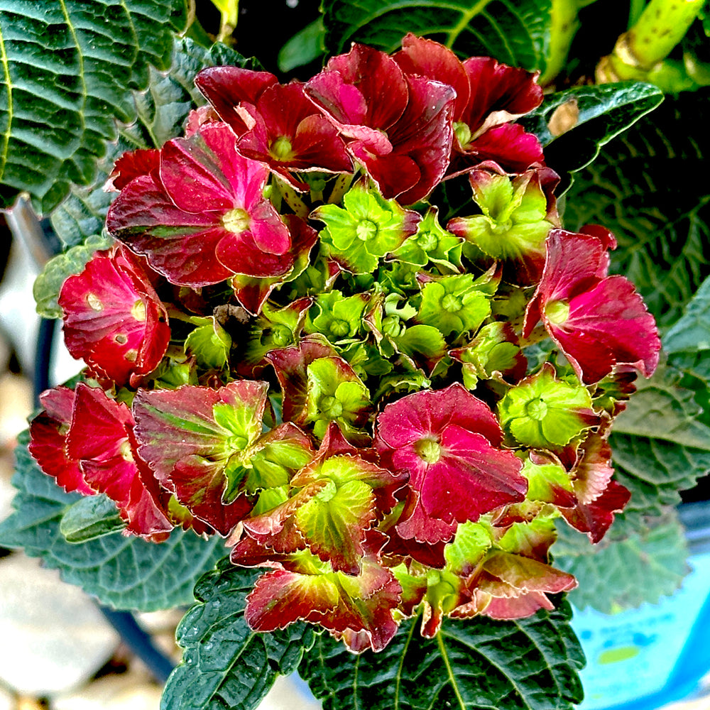 Cherry-Go-Round™ Reblooming Hydrangea- 3 or 7 gallon container – Lots ...