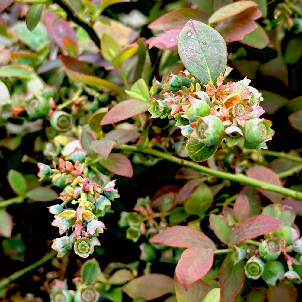 Silver Dollar® Blueberry by Bushel and Berry®- 2 gallon container ...