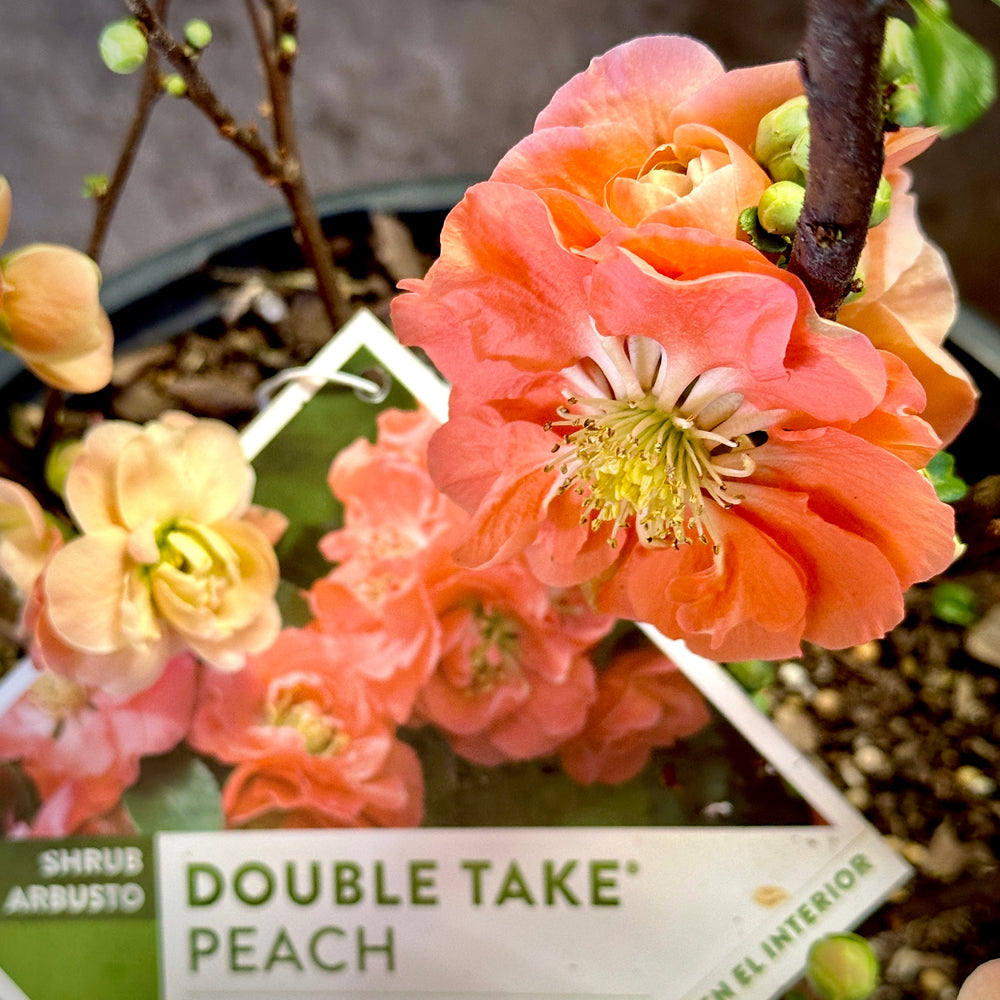 Double Take™ Peach Storm Quince - 3 or 7 gallon container – Lots of Plants