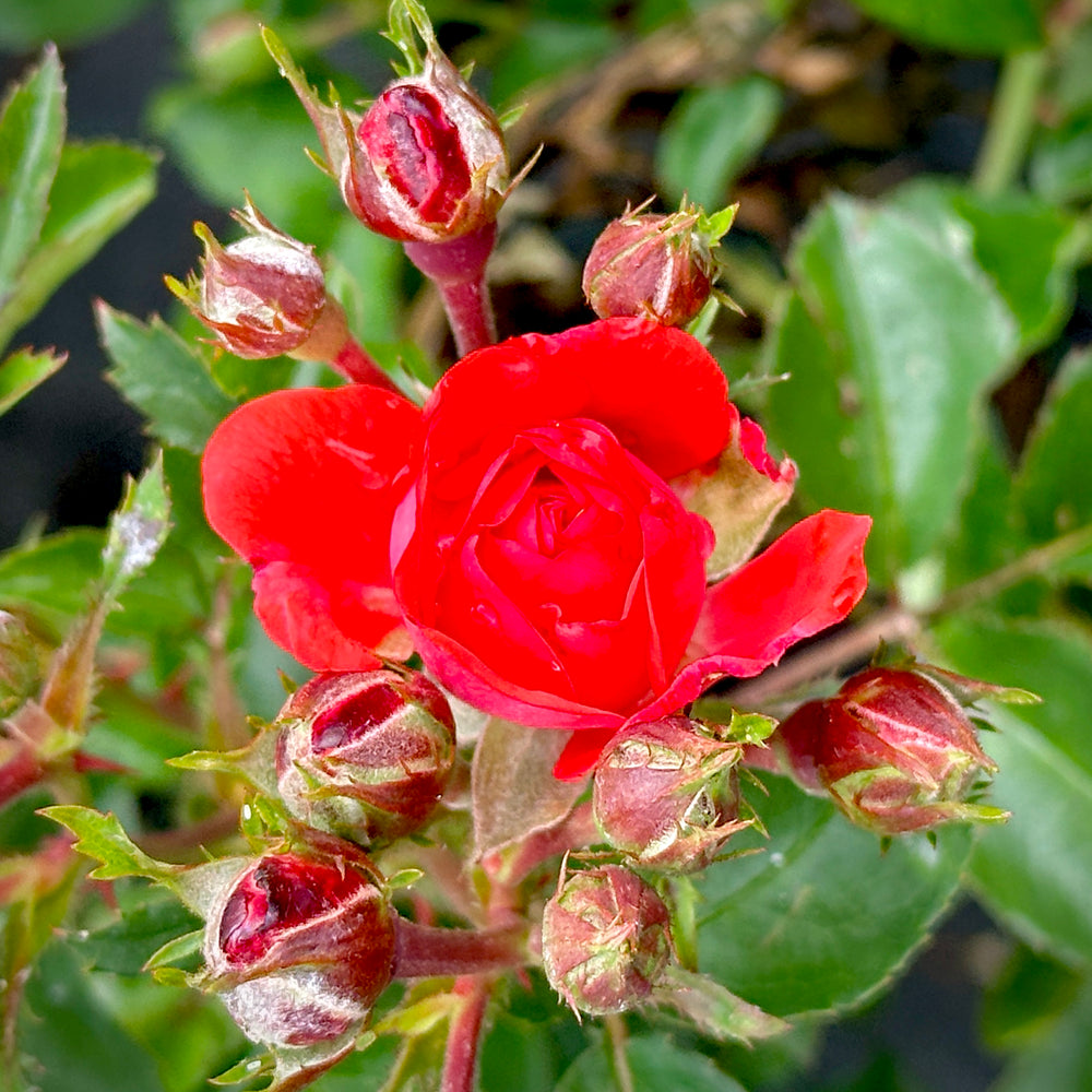 Coral Drift® Rose - 3 gallon container – Lots of Plants