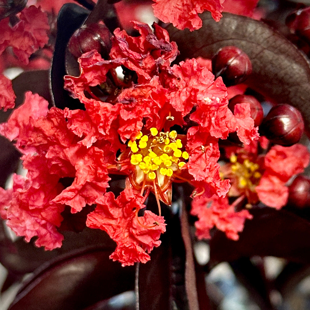 CENTER STAGE® Red Crape Myrtle - 3 gallon container – Lots of Plants