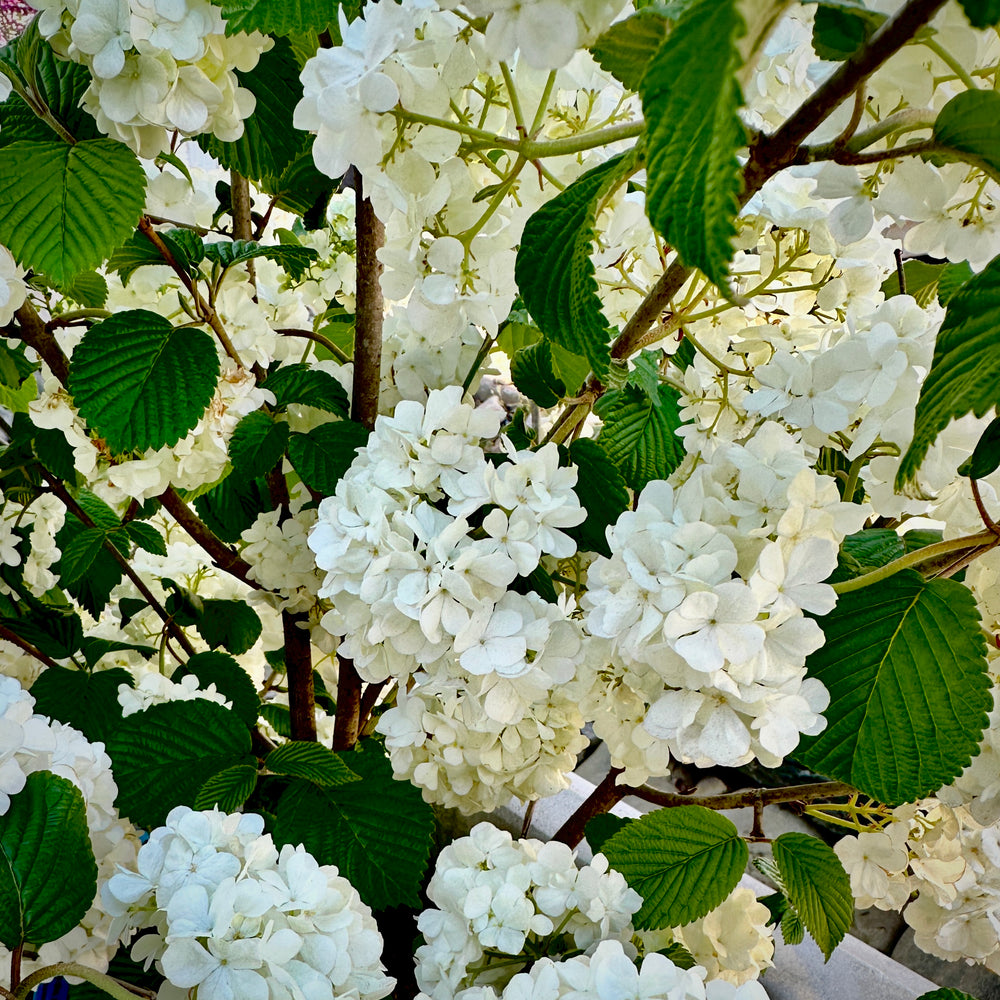 Popcorn Viburnum - 3 gallon container – Lots of Plants