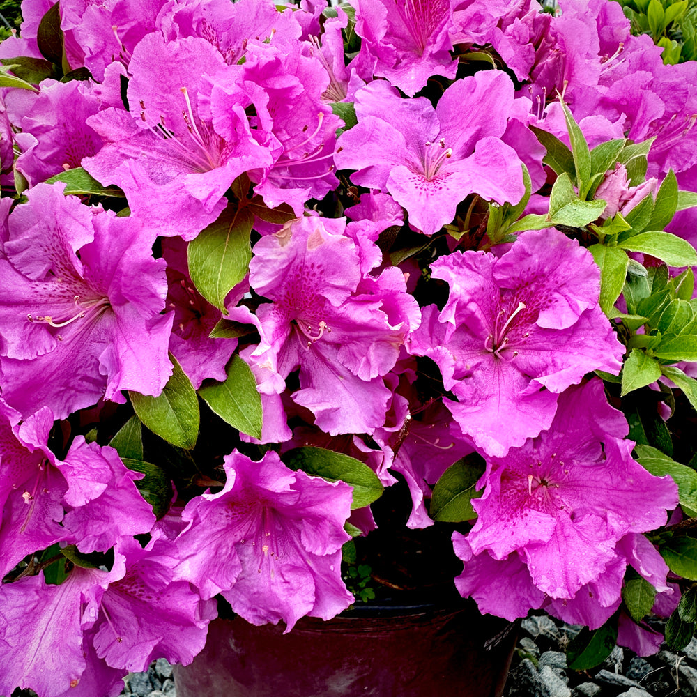 Autumn Lilac® Encore Azalea - 3 gallon container – Lots of Plants