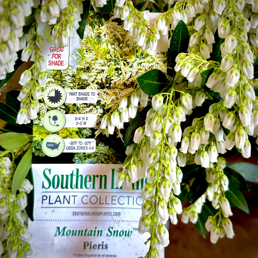 Mountain Snow Pieris - 3 gallon container – Lots of Plants