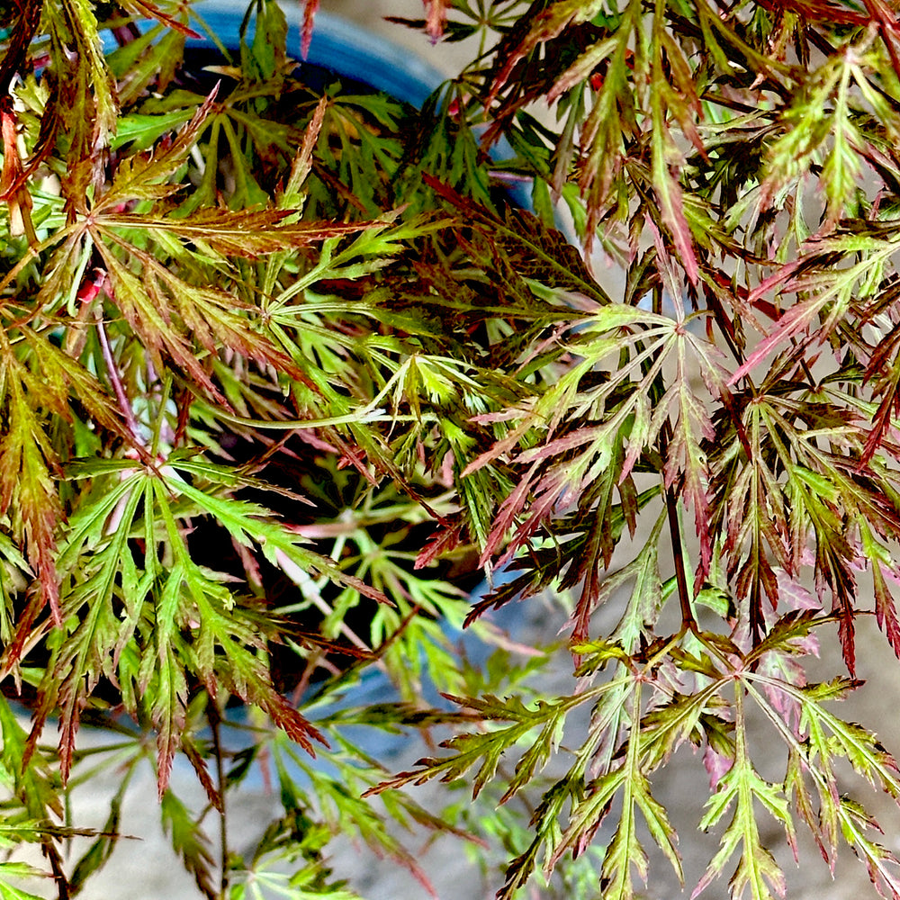 Orangeola Japanese Maple - 2 gallon container- 2-3ft – Lots of Plants