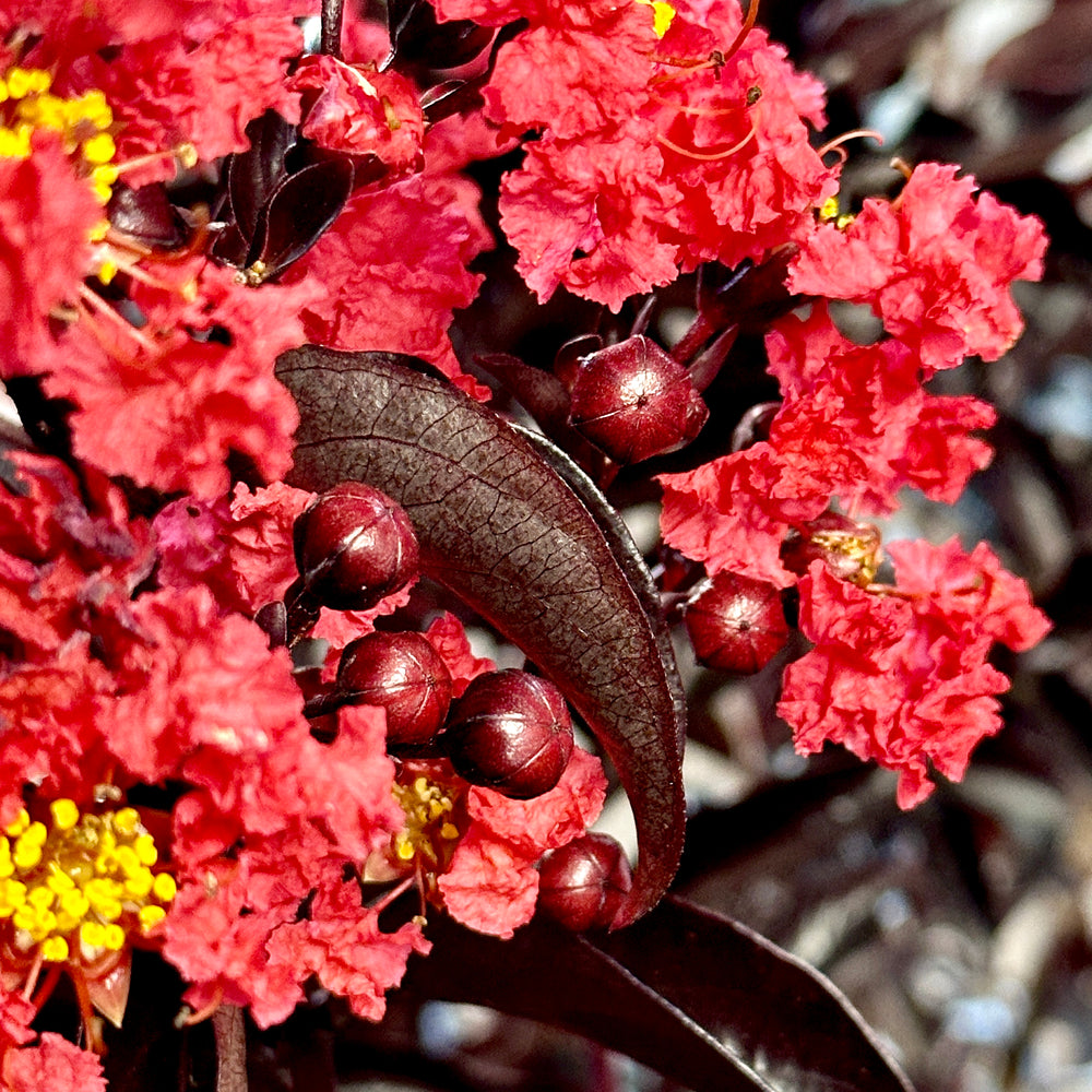 CENTER STAGE® Red Crape Myrtle - 3 gallon container – Lots of Plants