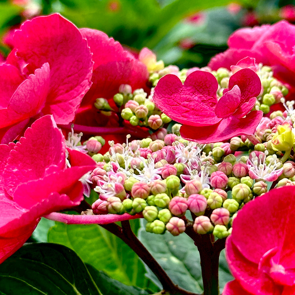 Cherry Explosion Hydrangea - 3 gallon container – Lots of Plants