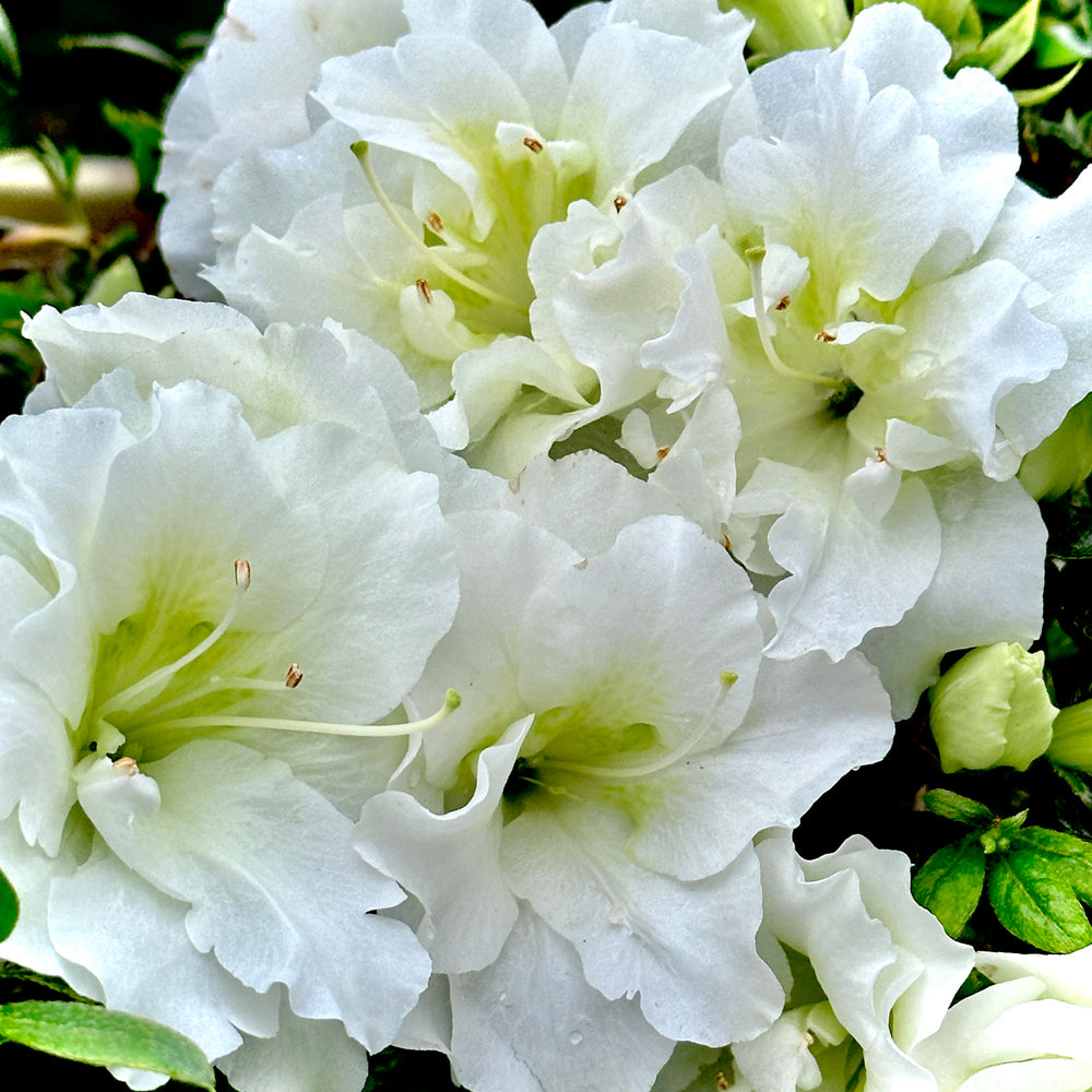 Perfecto Mundo® Double White Azalea- 3 gallon container – Lots of Plants