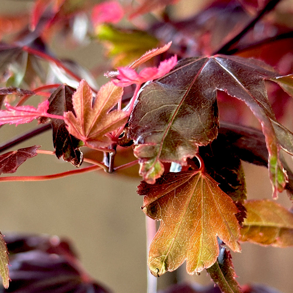 Adrian's Compact Japanese Maple - 3 gallon container- 2-4ft – Lots of ...