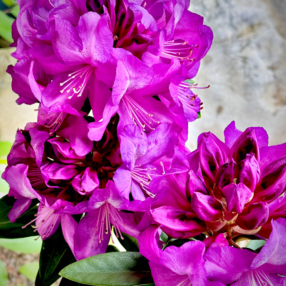 Purple Passion Rhododendron - 3 gallon container – Lots of Plants