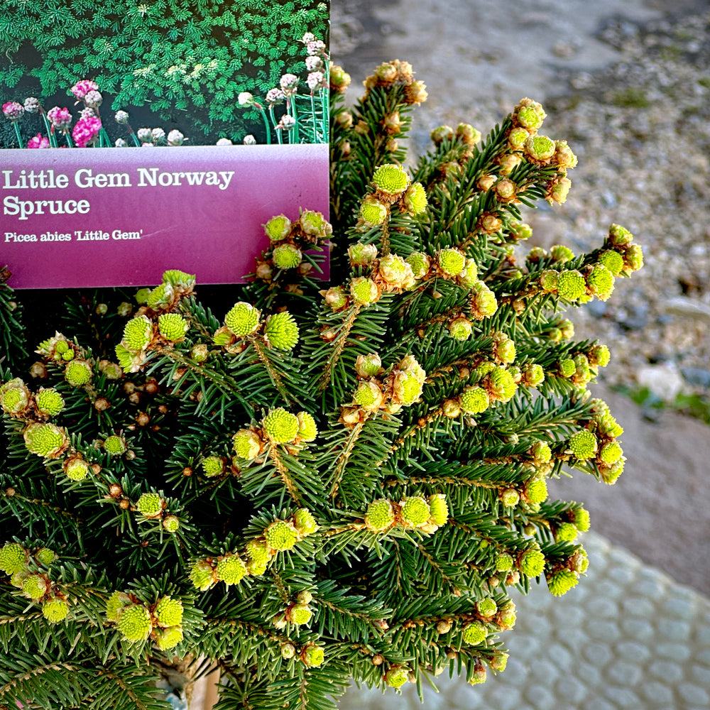 Little Gem Norway Spruce Topiary Tree - 2 gallon container – Lots of Plants