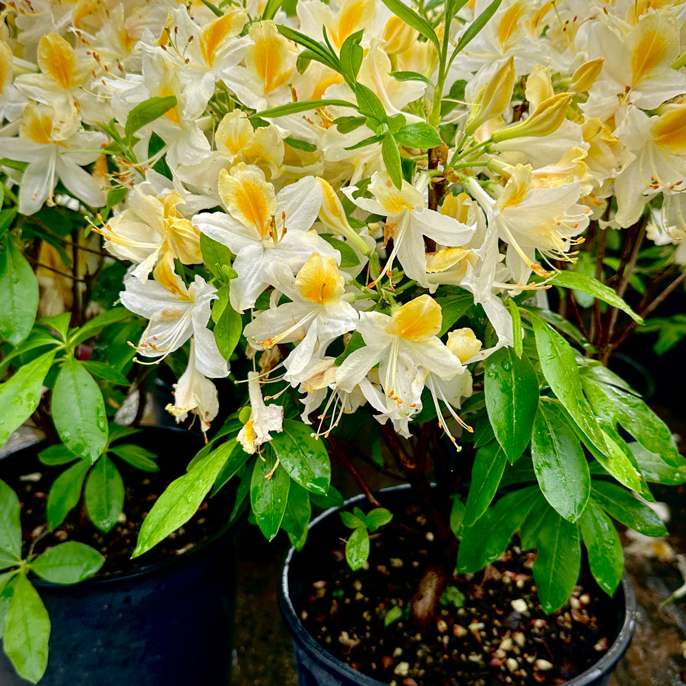 Northern Hi-Lights Deciduous Azalea - 2 gallon container – Lots of Plants