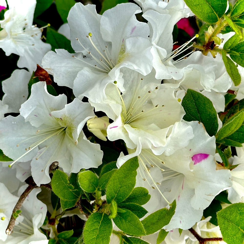 Autumn Lily® Encore Azalea - 3 gallon container – Lots of Plants