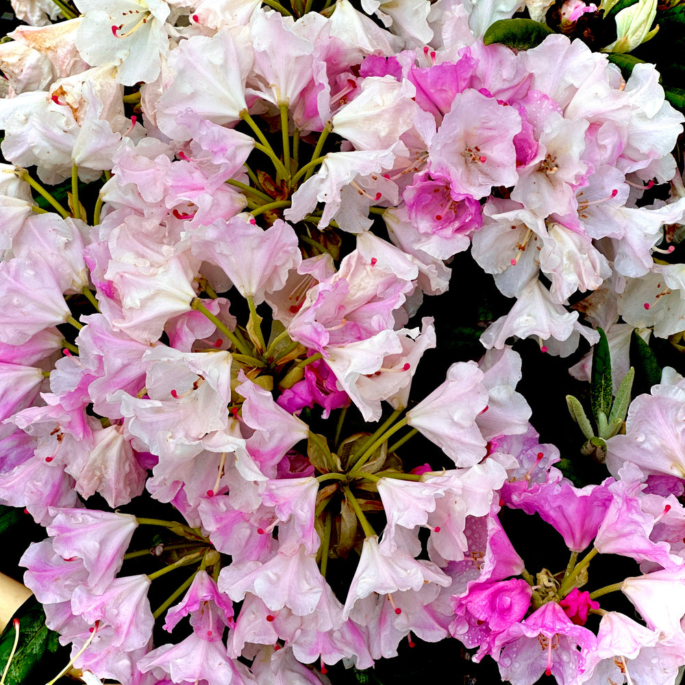 Crete Rhododendron - 2 gallon container – Lots of Plants