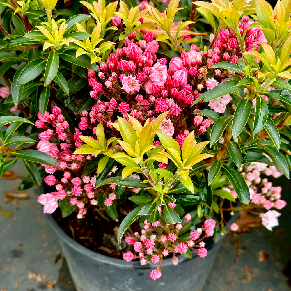 Tiddlywinks Mountain Laurel