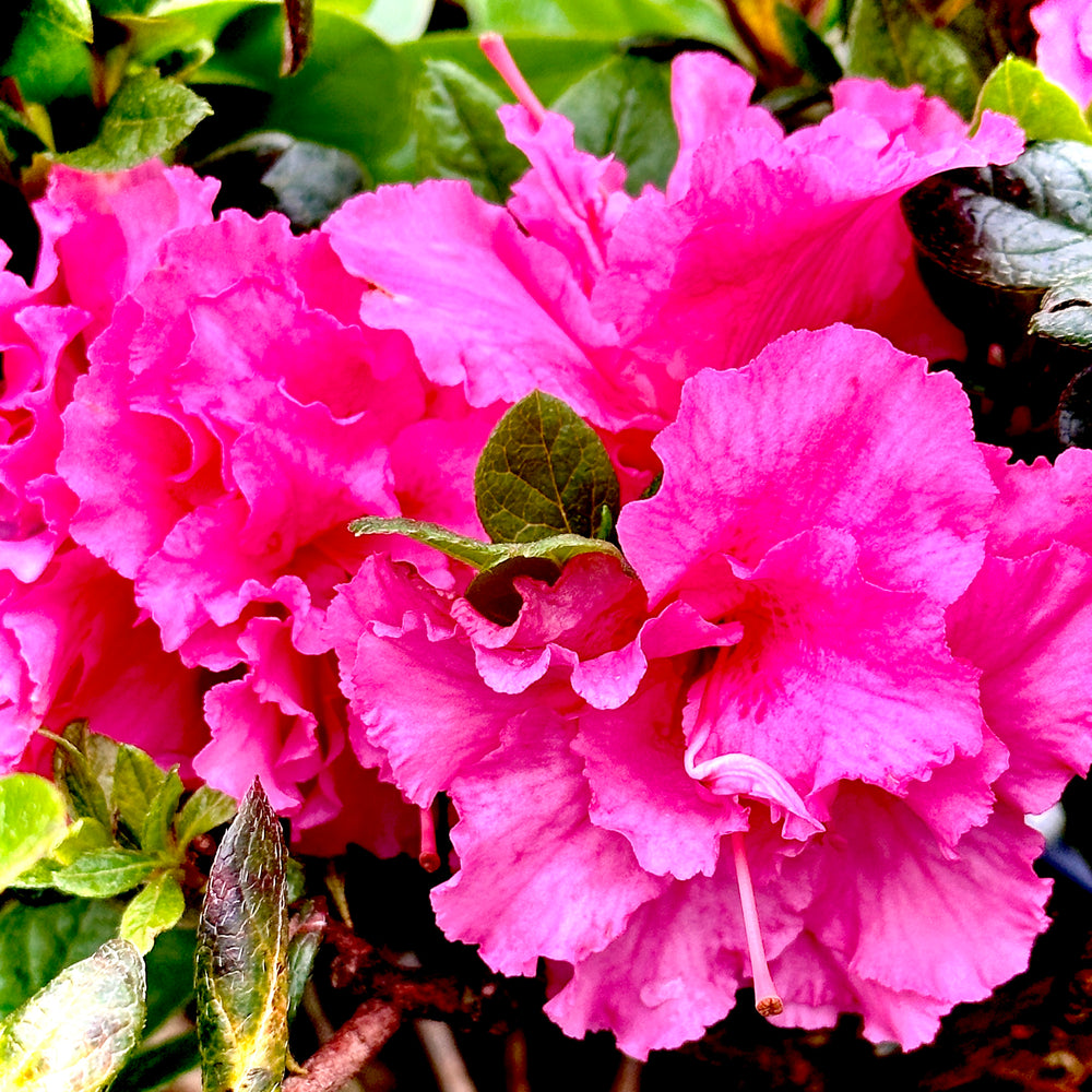 Bloom-A-Thon® Pink Double Azalea- 3 gallon container – Lots of Plants