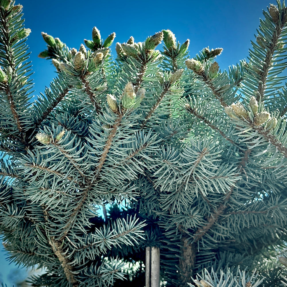 Dwarf Globe Blue Spruce Topiary Tree - 6 gallon container – Lots of Plants