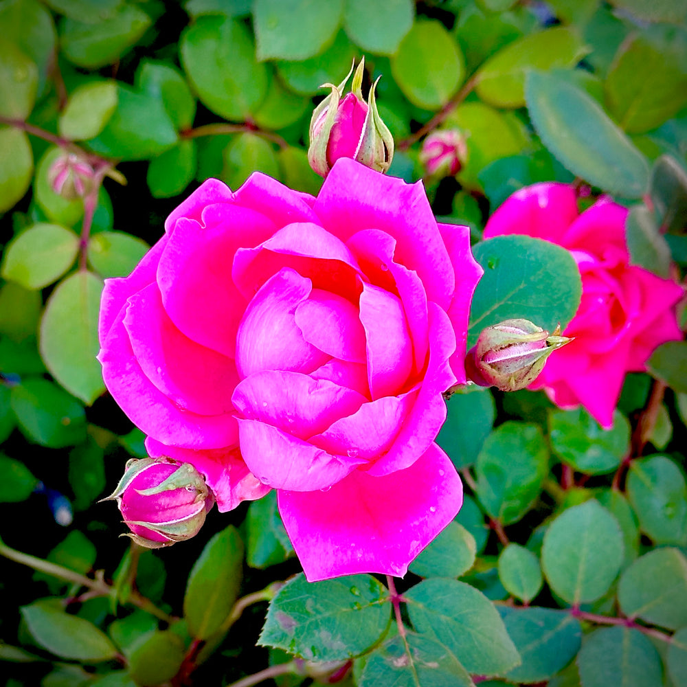 Double Pink Knock Out® Rose - 3 gallon container – Lots of Plants