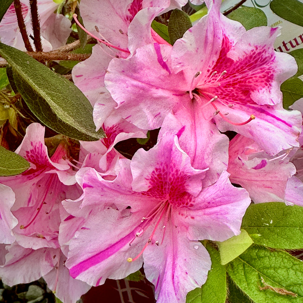 Autumn Twist® Encore Azalea - 3 gallon container – Lots of Plants