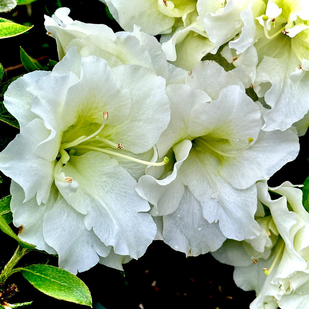 Perfecto Mundo® Double White Azalea- 3 gallon container – Lots of Plants