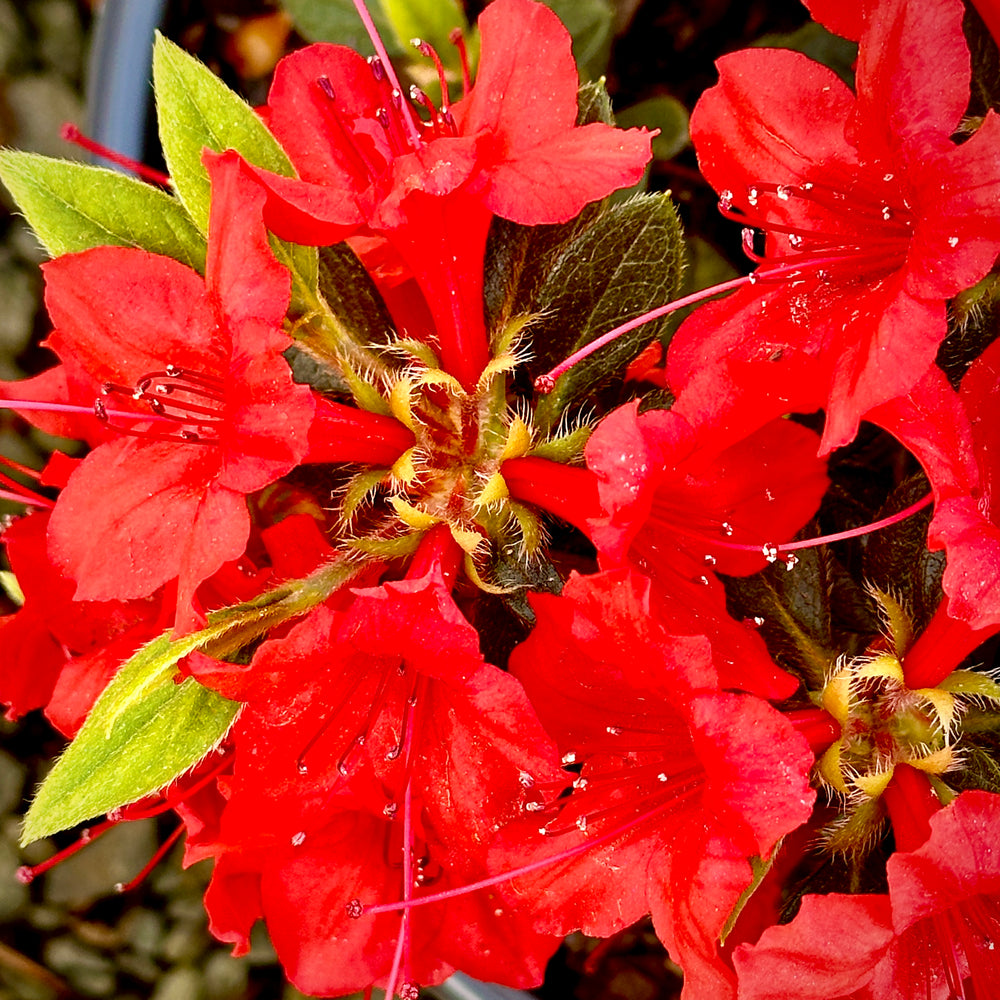 Perfecto Mundo® Orange Azalea- 3 gallon container – Lots of Plants