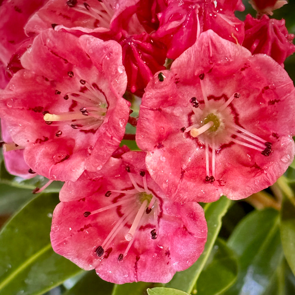 Raspberry Glow Mountain Laurel - 2 gallon container – Lots of Plants
