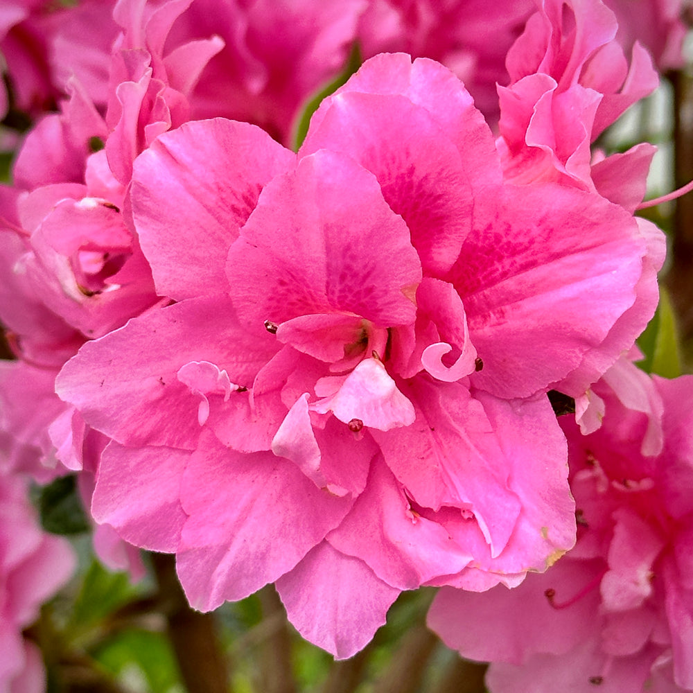 Autumn Carnation® Encore Azalea - 3 gallon container – Lots of Plants