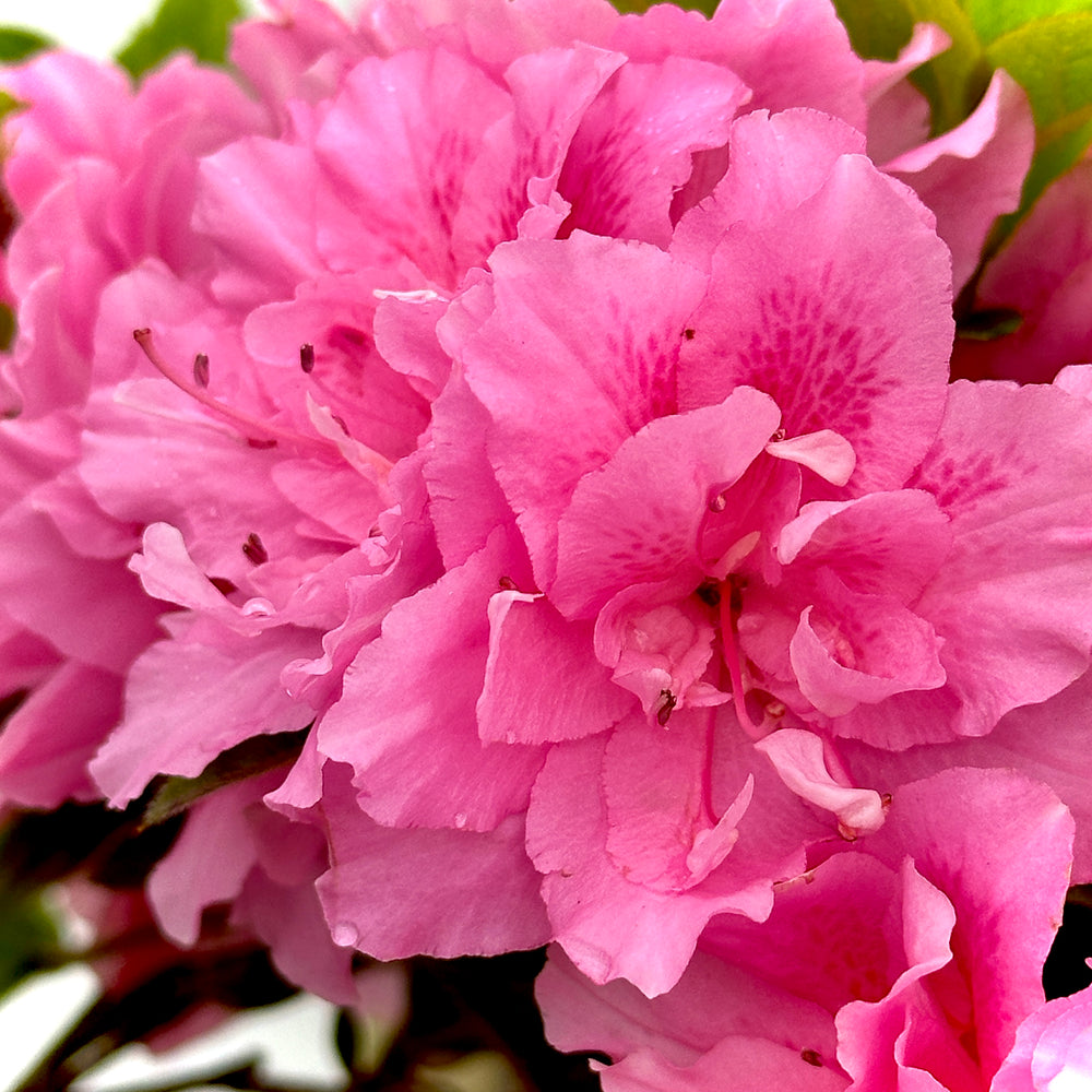 Autumn Carnation® Encore Azalea - 3 gallon container – Lots of Plants