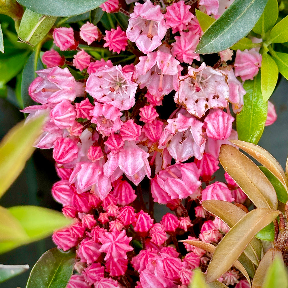 Tiddlywinks Mountain Laurel