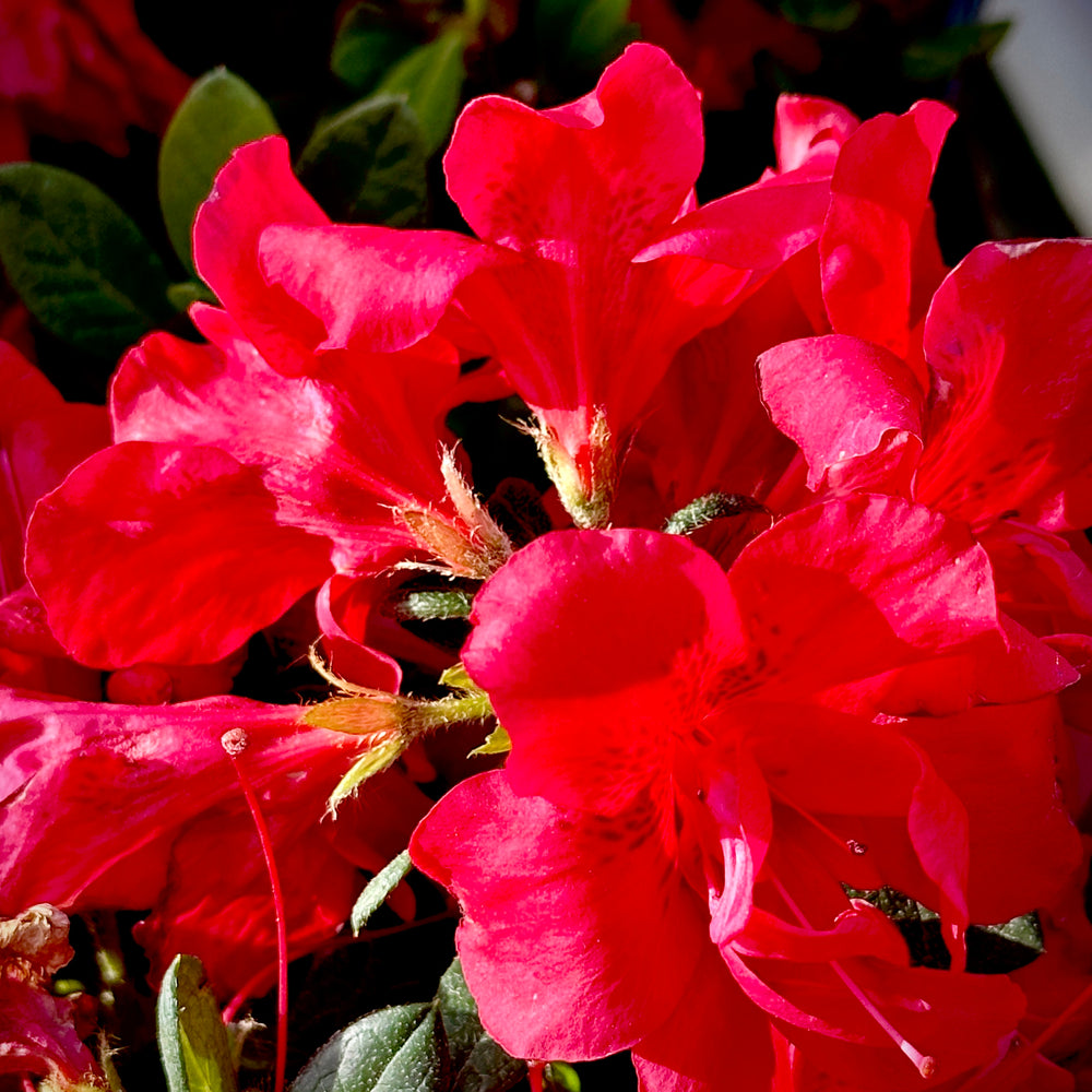 Autumn Bonfire® Encore Azalea - 3 gallon container – Lots of Plants