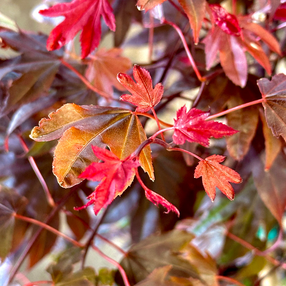 Adrian's Compact Japanese Maple - 3 gallon container- 2-4ft – Lots of ...