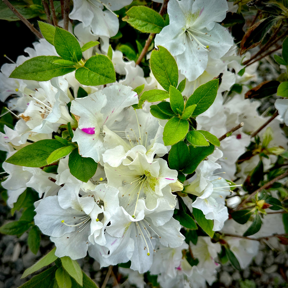 Autumn Lily® Encore Azalea - 3 gallon container – Lots of Plants