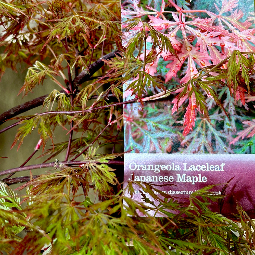 Orangeola Japanese Maple - 2 gallon container- 2-3ft – Lots of Plants