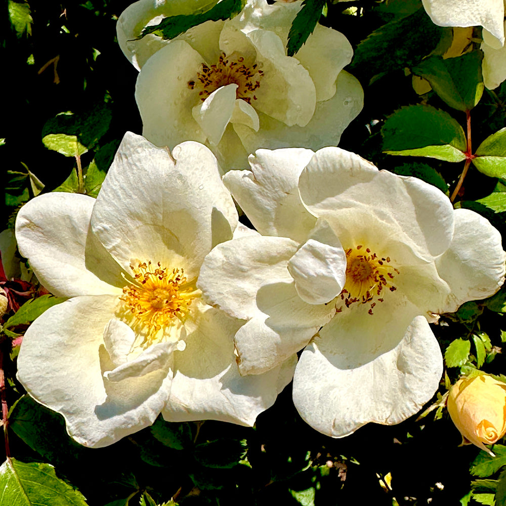 White Knock Out® Rose - 3 gallon container – Lots of Plants