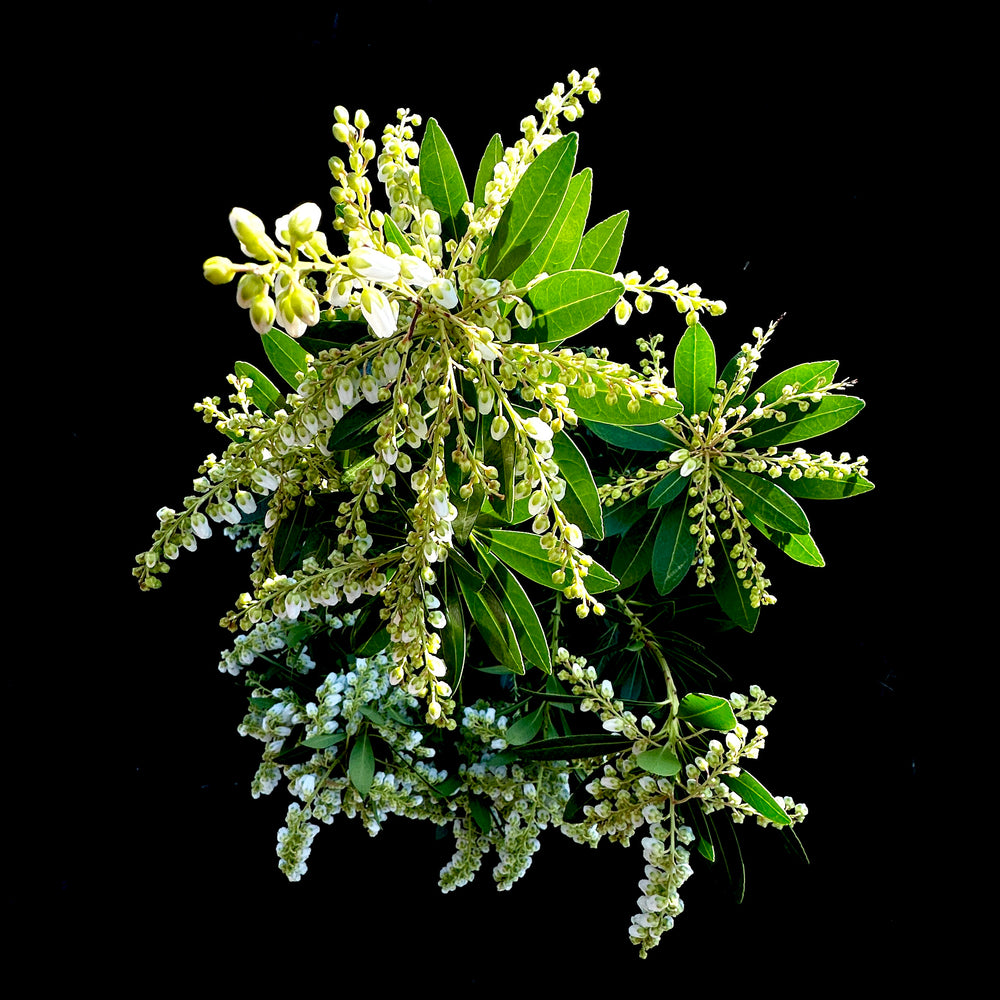 Mountain Snow Pieris - 3 gallon container – Lots of Plants