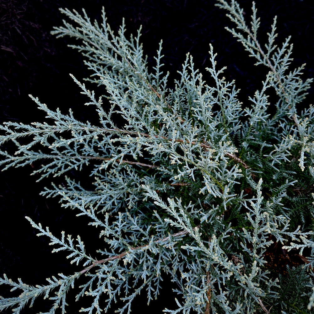 Angelica Blue Juniper - 3 gallon container – Lots of Plants