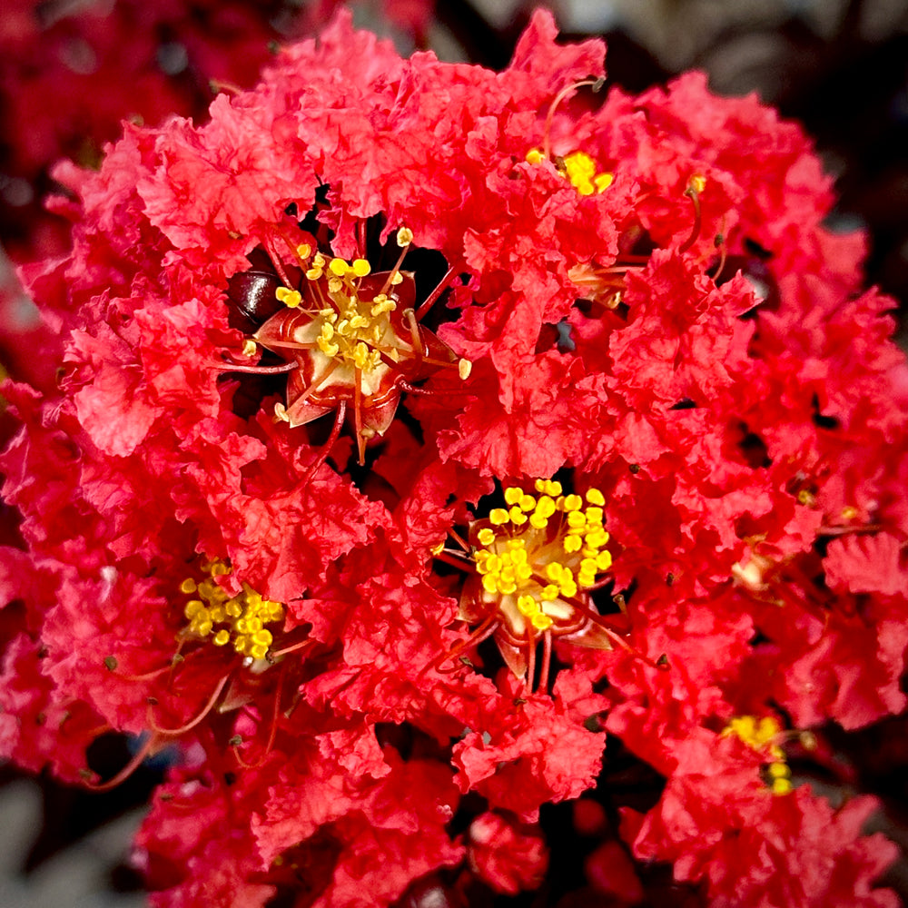 CENTER STAGE® Red Crape Myrtle - 3 gallon container – Lots of Plants
