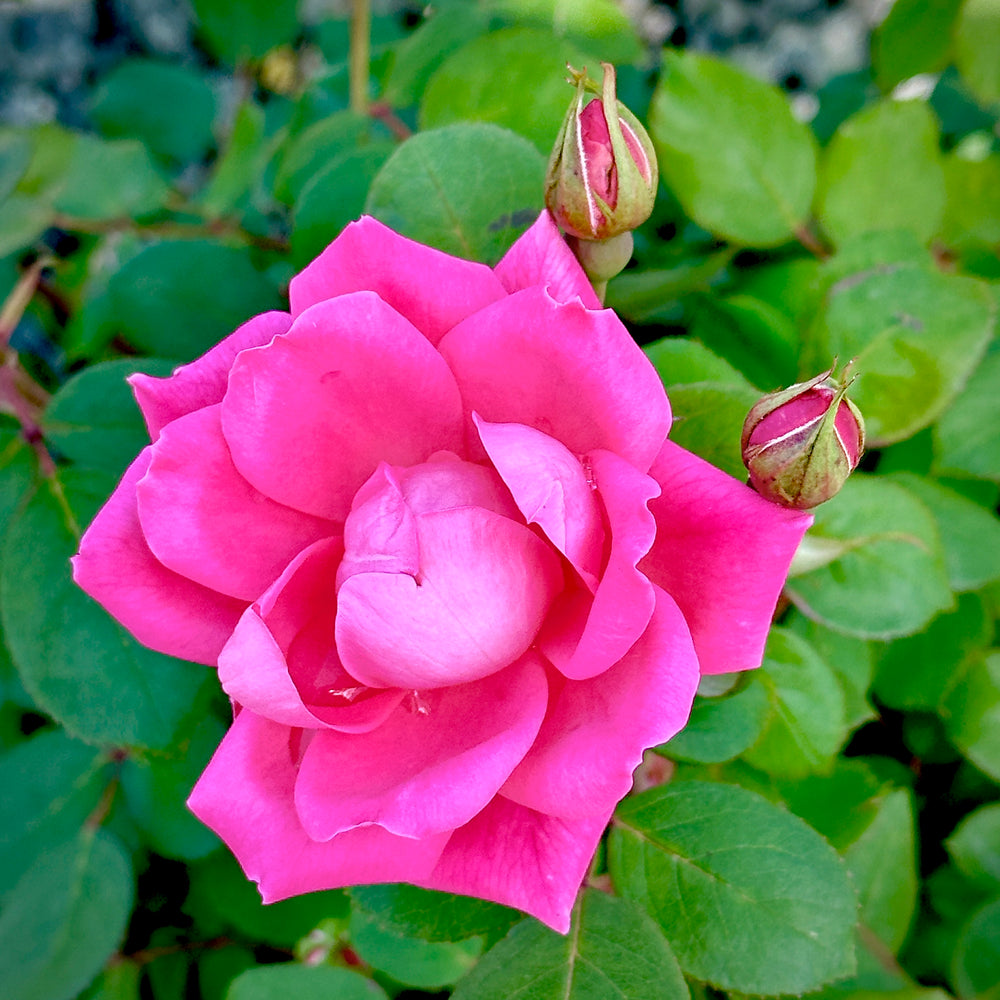 Double Pink Knock Out® Rose - 3 gallon container – Lots of Plants