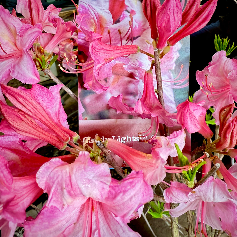 Candy Lights Deciduous Azalea - 3 gallon container – Lots of Plants