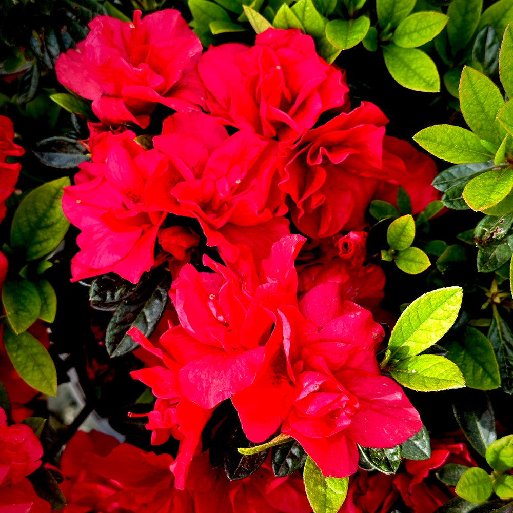 Autumn Fire® Encore Azalea - 3 gallon container – Lots of Plants